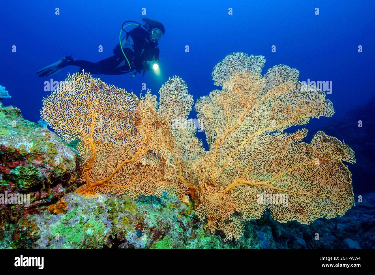 Diver giant sea fan mauritius hi-res stock photography and images - Alamy