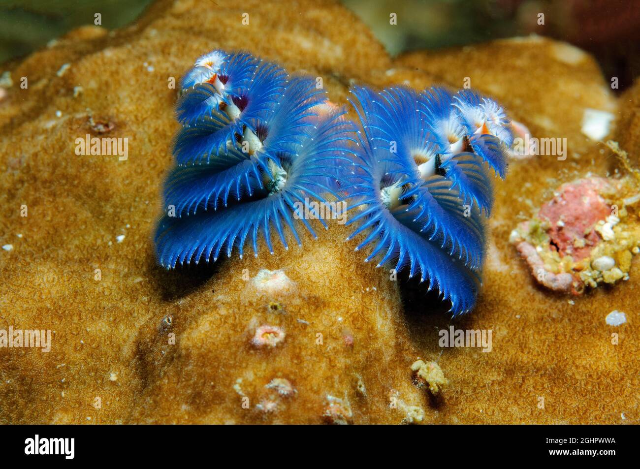 Christmas tree worm (Spirobranchus giganteus), Andaman Sea, Pacific ...