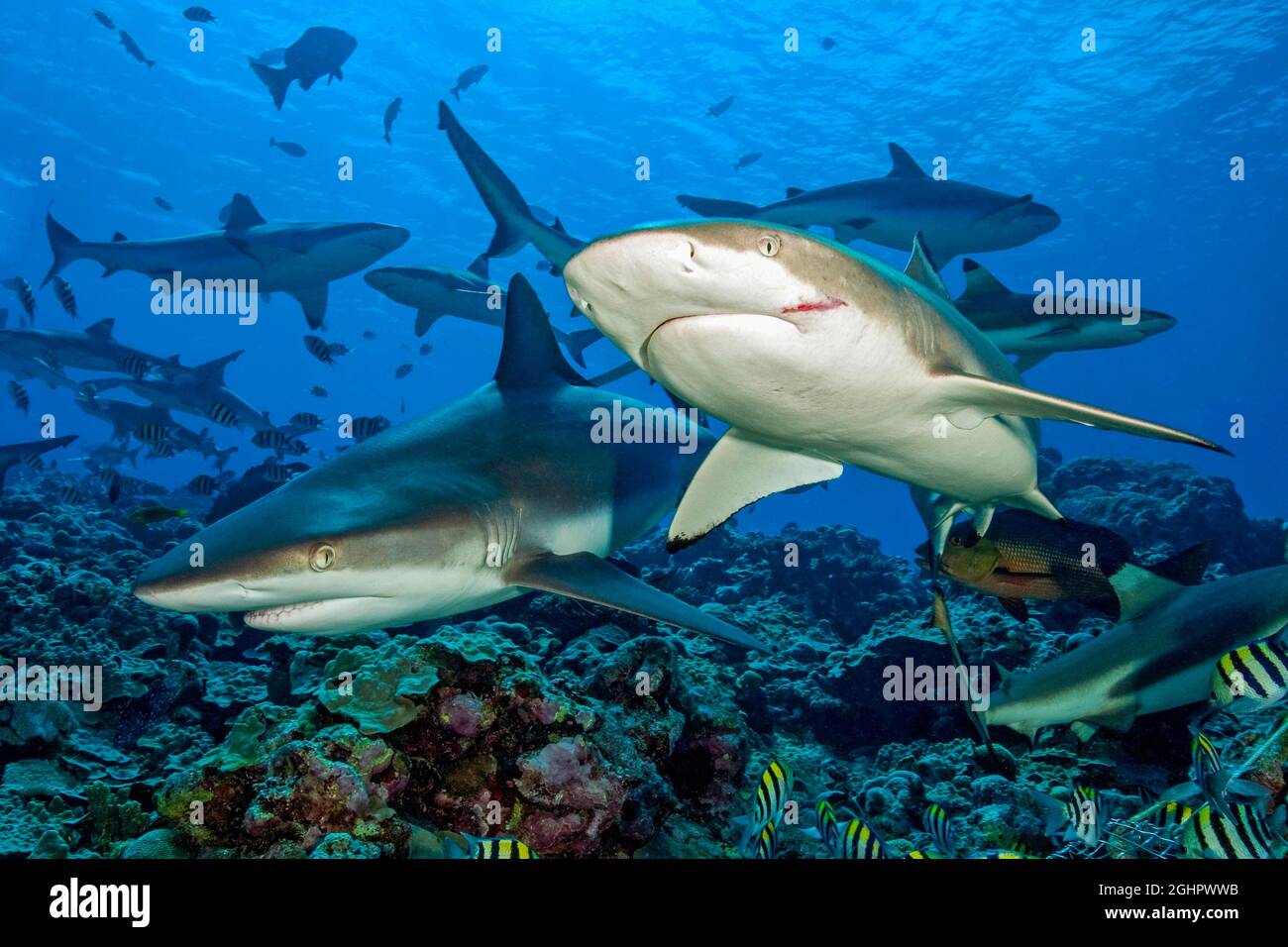 Grey reef shark (Carcharhinus amblyrhynchos) on the left, Blacktip reef ...