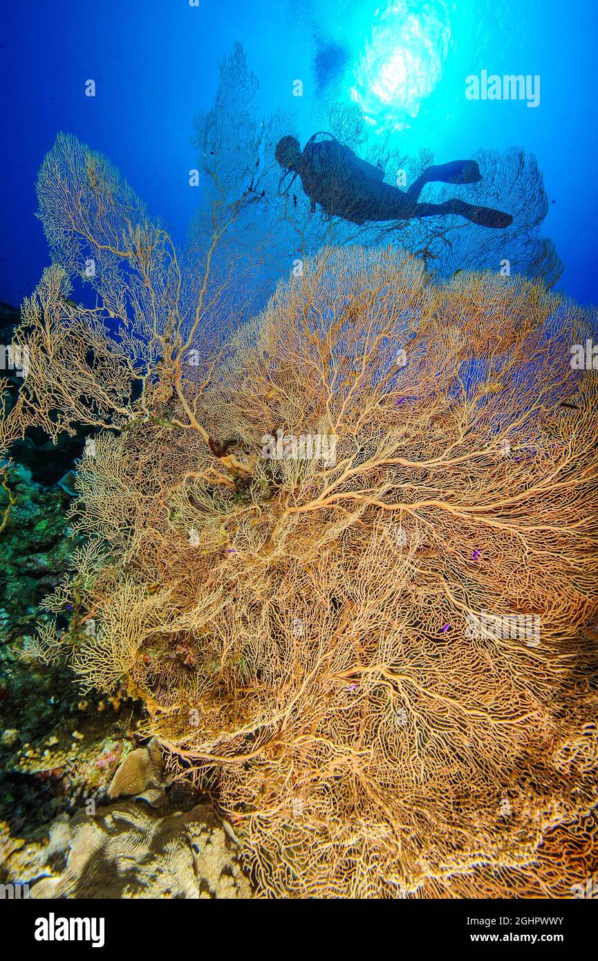 Giant Sea Fan (Annella mollis), Sea fan (gorgonaria), giant fan coral ...