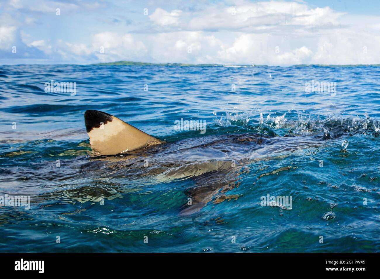 Shark fin of Blacktip reef shark (Carcharhinus melanopterus) protruding ...