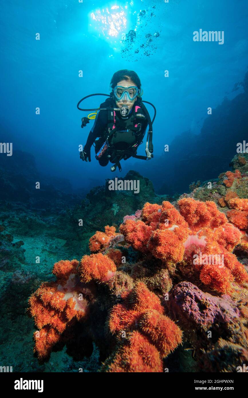 Diver looking at Soft corals (Alcyonacea) at the bottom of current ...