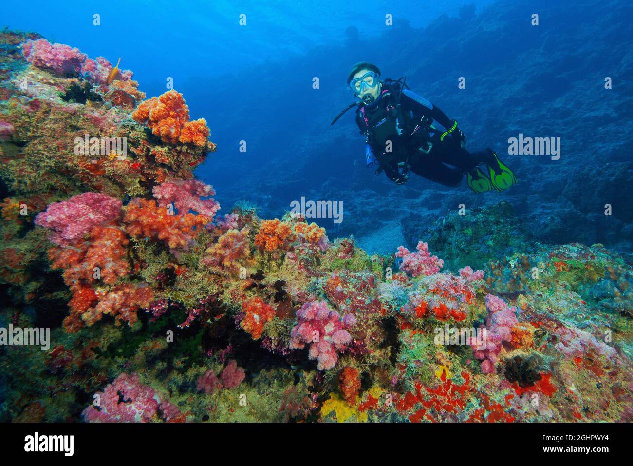 Diver looking at Soft corals (Alcyonacea) at the bottom of current ...