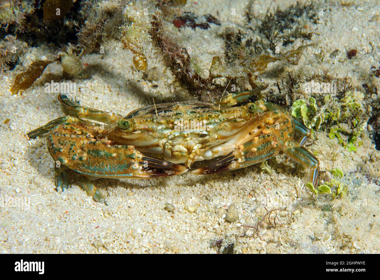 Swimming crab (Portunus spiniferus), Indo-Pacific, Moalboal, Visayas ...