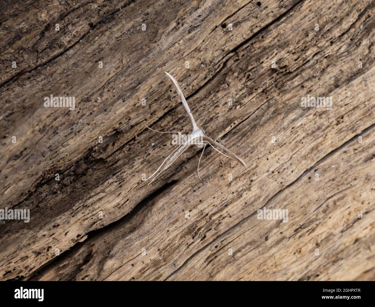 The upper side of Emmelina monodactyla, known as the T-moth, Morning ...