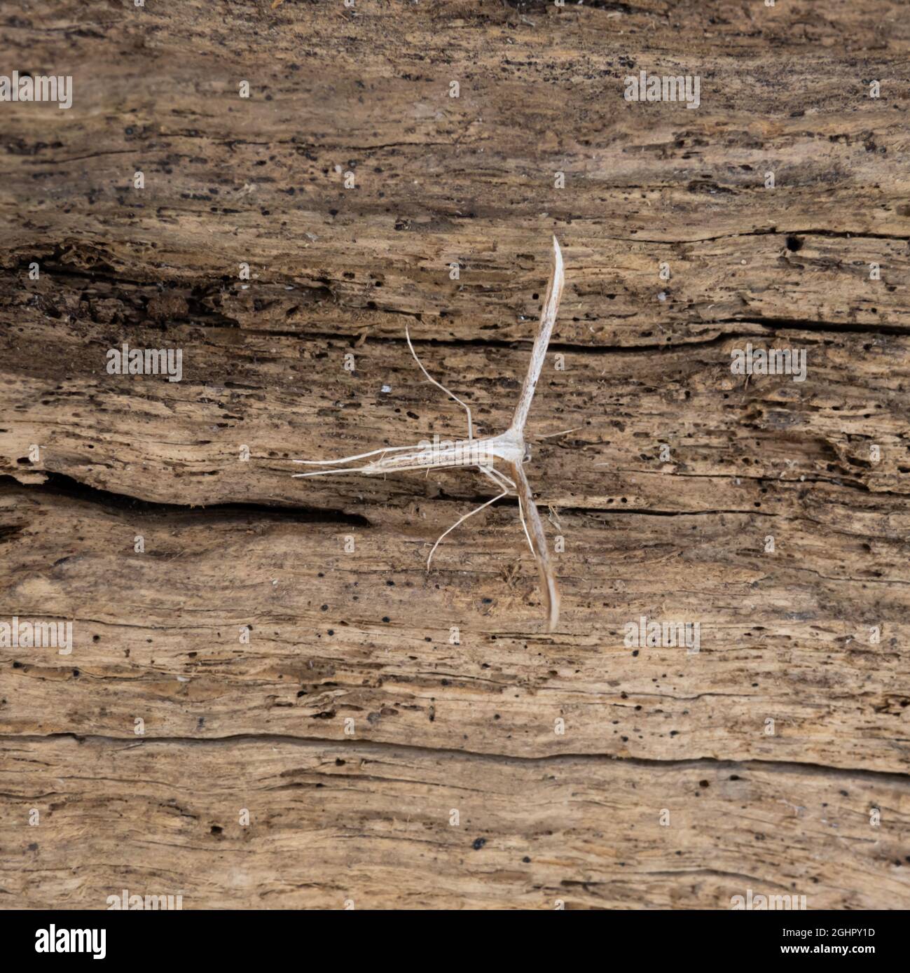 The upper side of Emmelina monodactyla, known as the T-moth, Morning ...