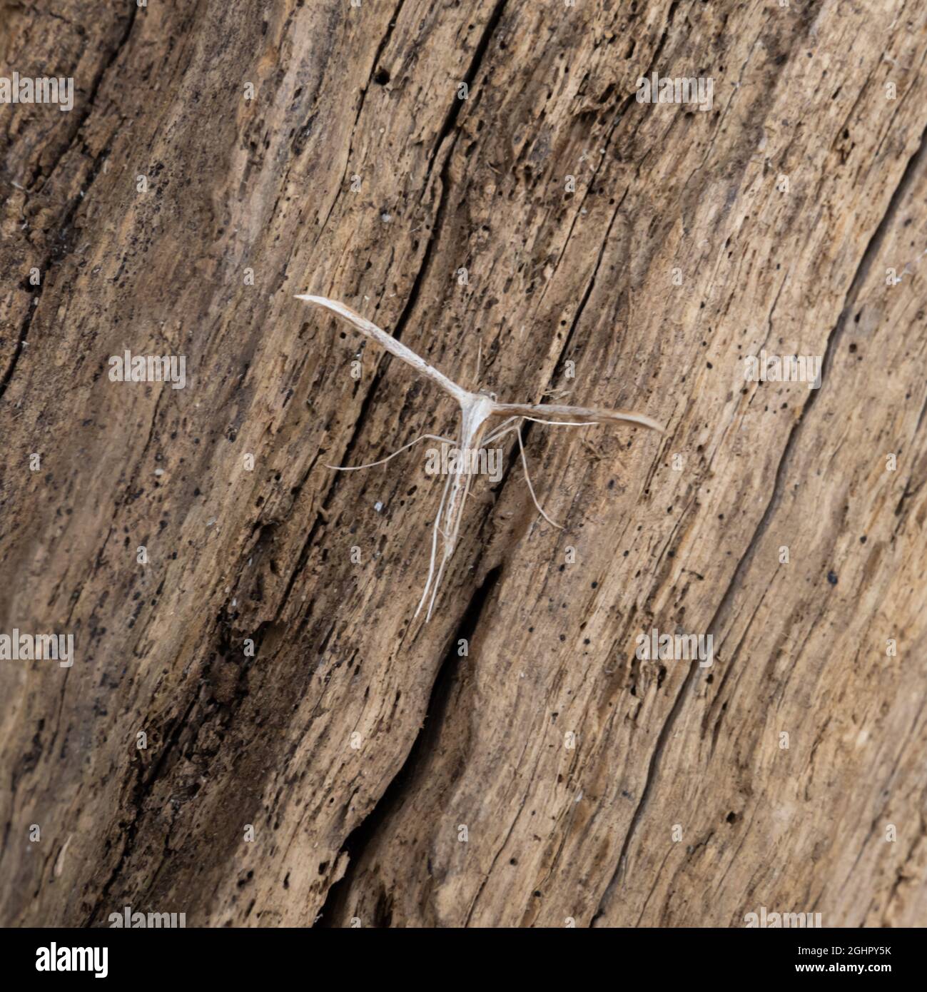 The upper side of Emmelina monodactyla, known as the T-moth, Morning ...