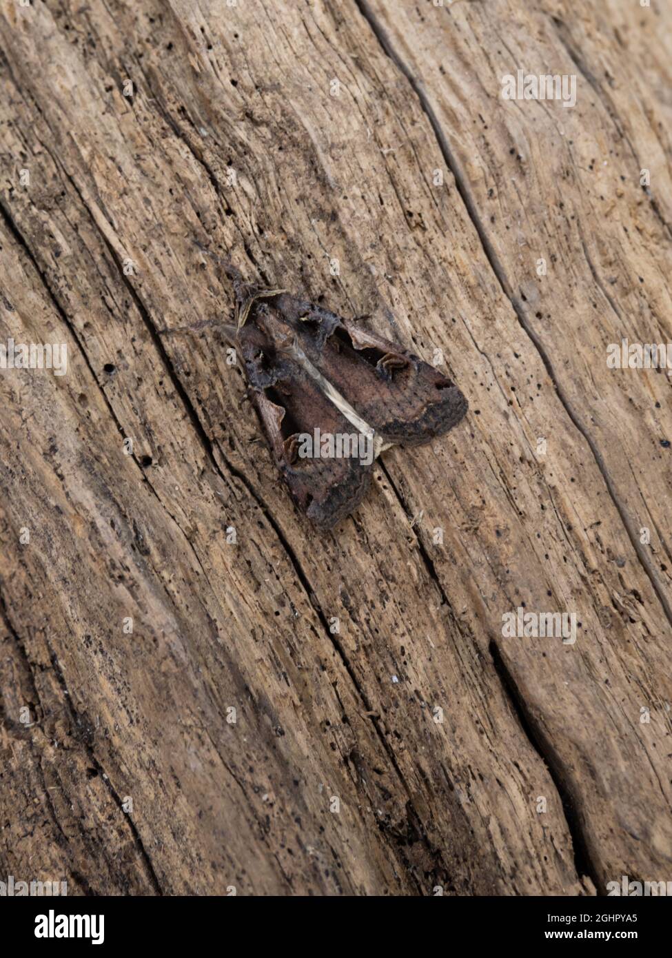 The upper side of a Setaceous Hebrew Character Moth, Xestia c-nigrum ...
