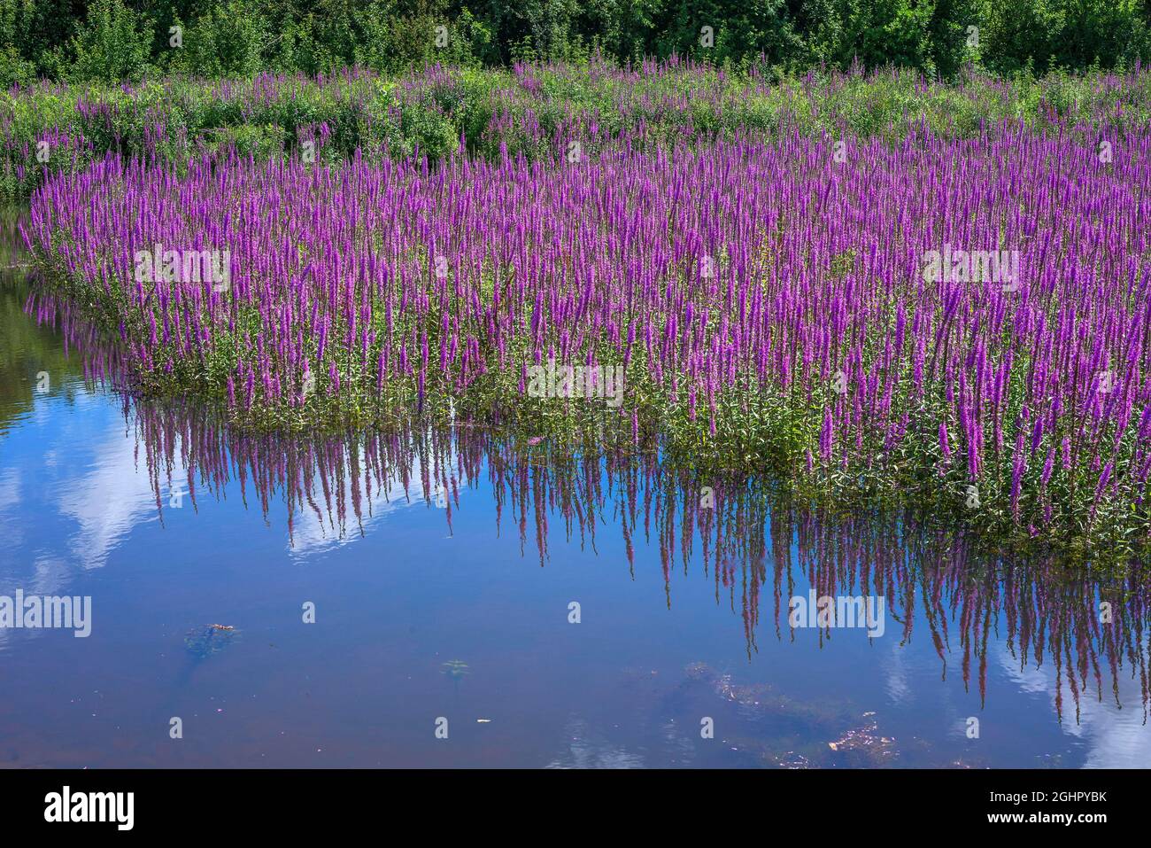 Purple loosestrife (Lythrum salicaria), in a fish pond, Franconia ...