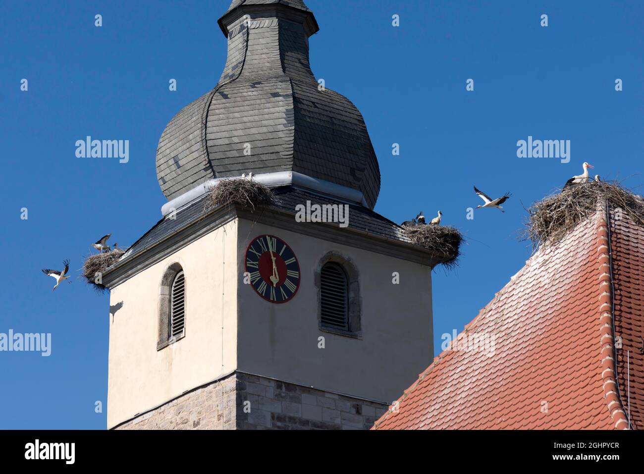White storks nesting at the church tower, Franconia, Bavaria, Germany ...