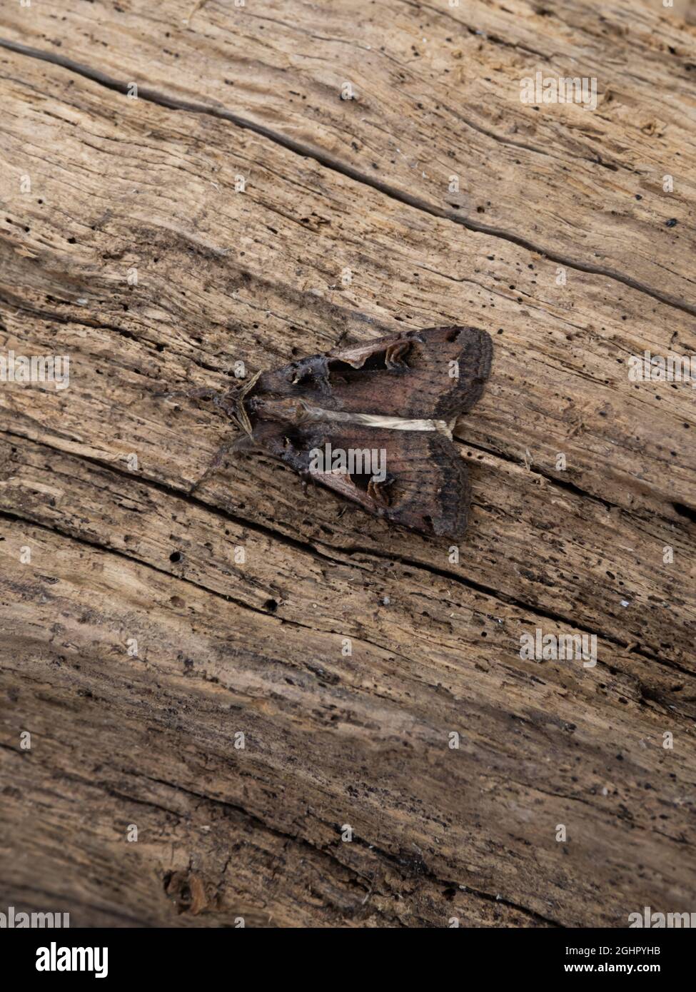 The upper side of a Setaceous Hebrew Character Moth, Xestia c-nigrum ...