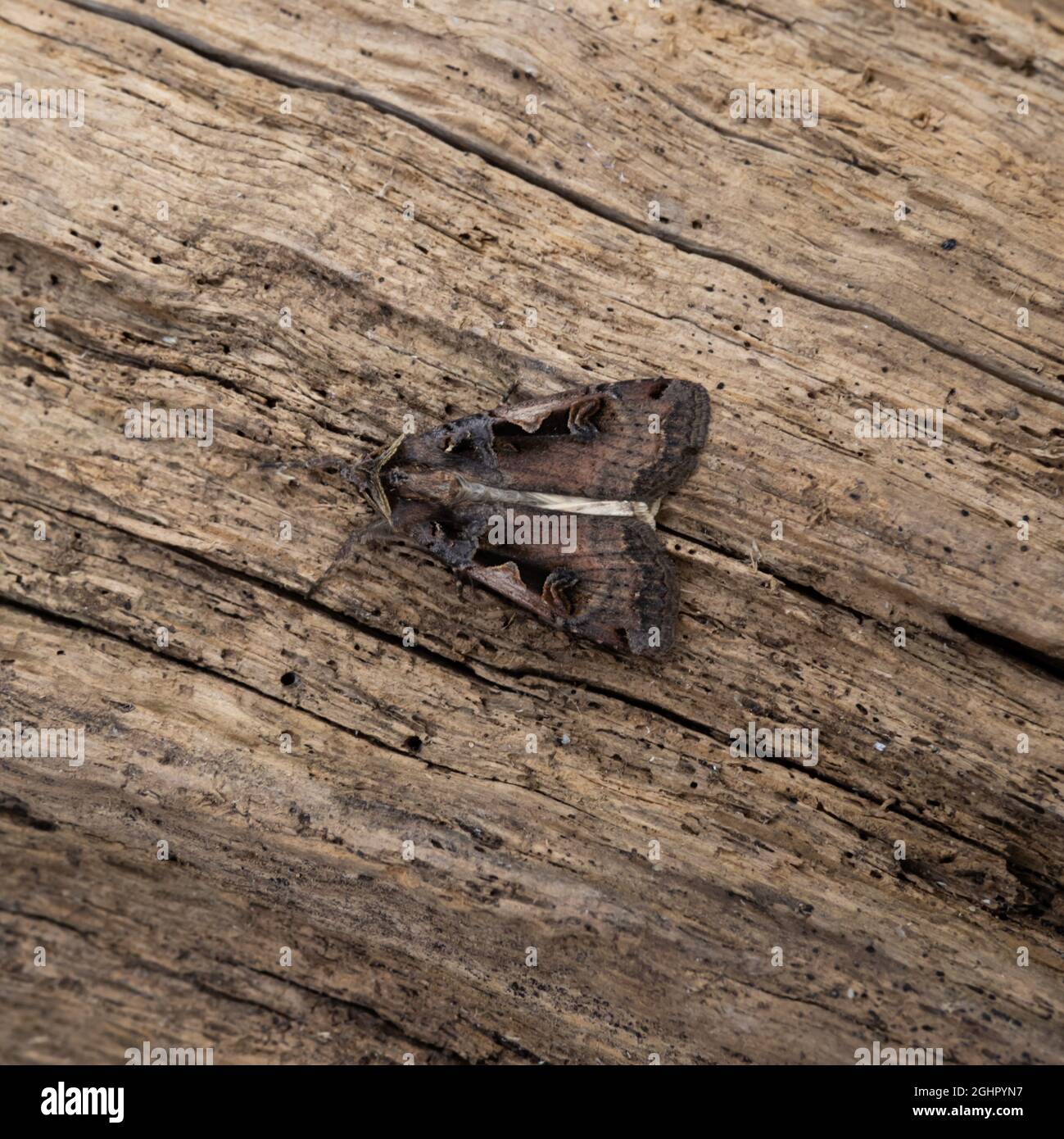 The upper side of a Setaceous Hebrew Character Moth, Xestia c-nigrum ...