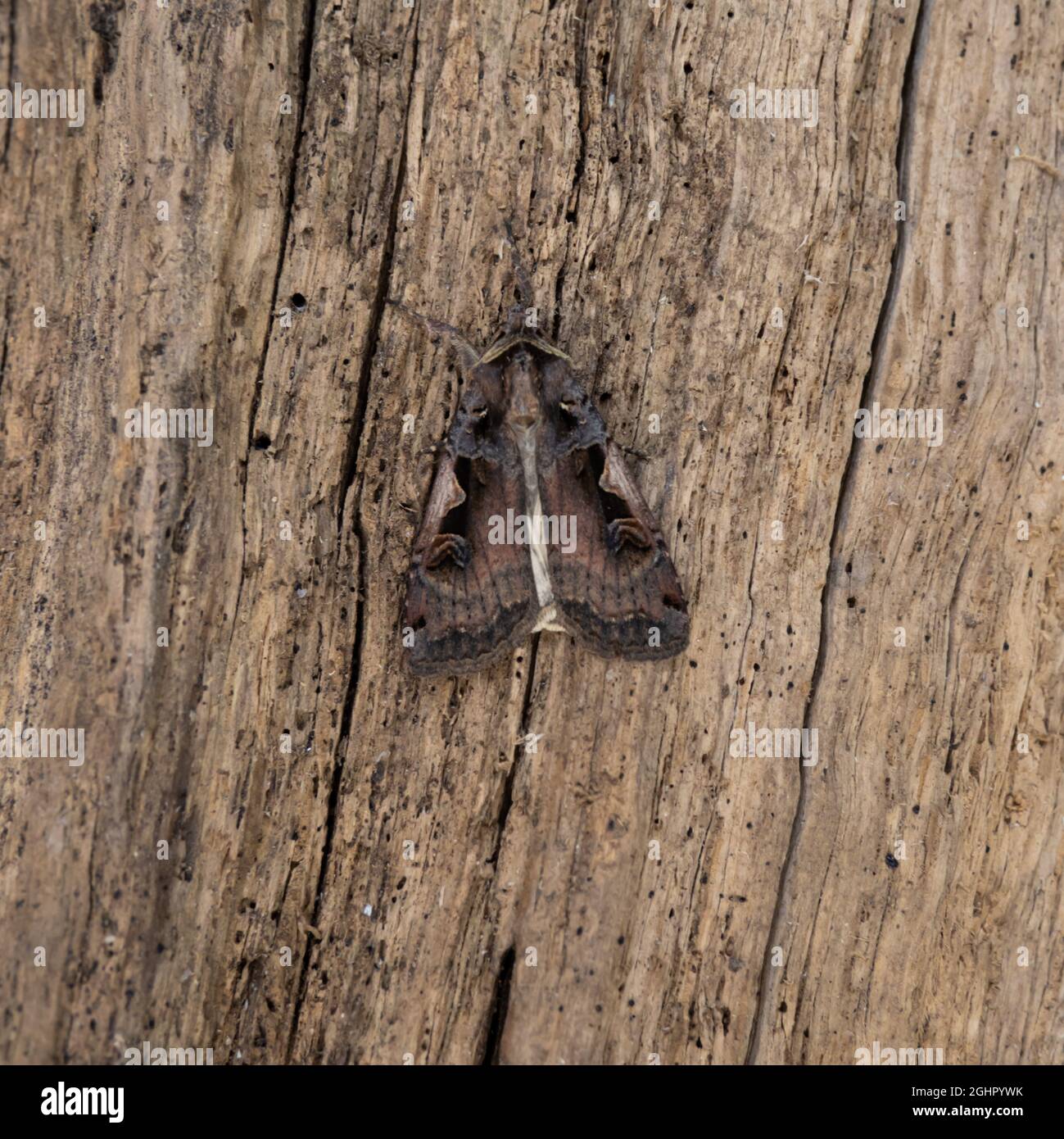 The upper side of a Setaceous Hebrew Character Moth, Xestia c-nigrum ...
