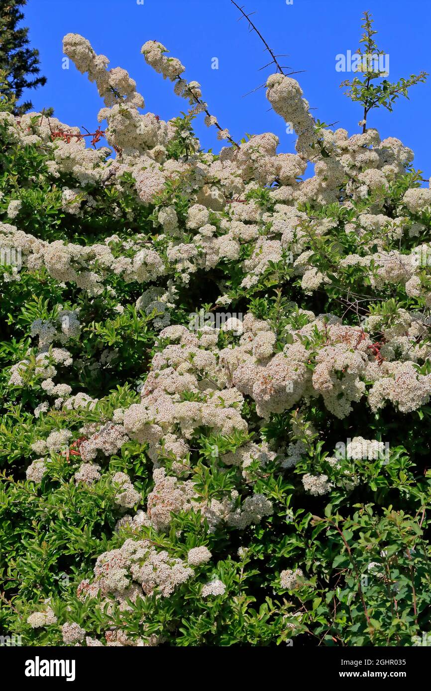 Scarlet firethorn hi-res stock photography and images - Alamy