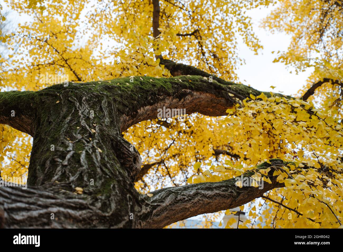 Yellow ginkgo biloba tree. View from bottom of the trunk Stock Photo ...