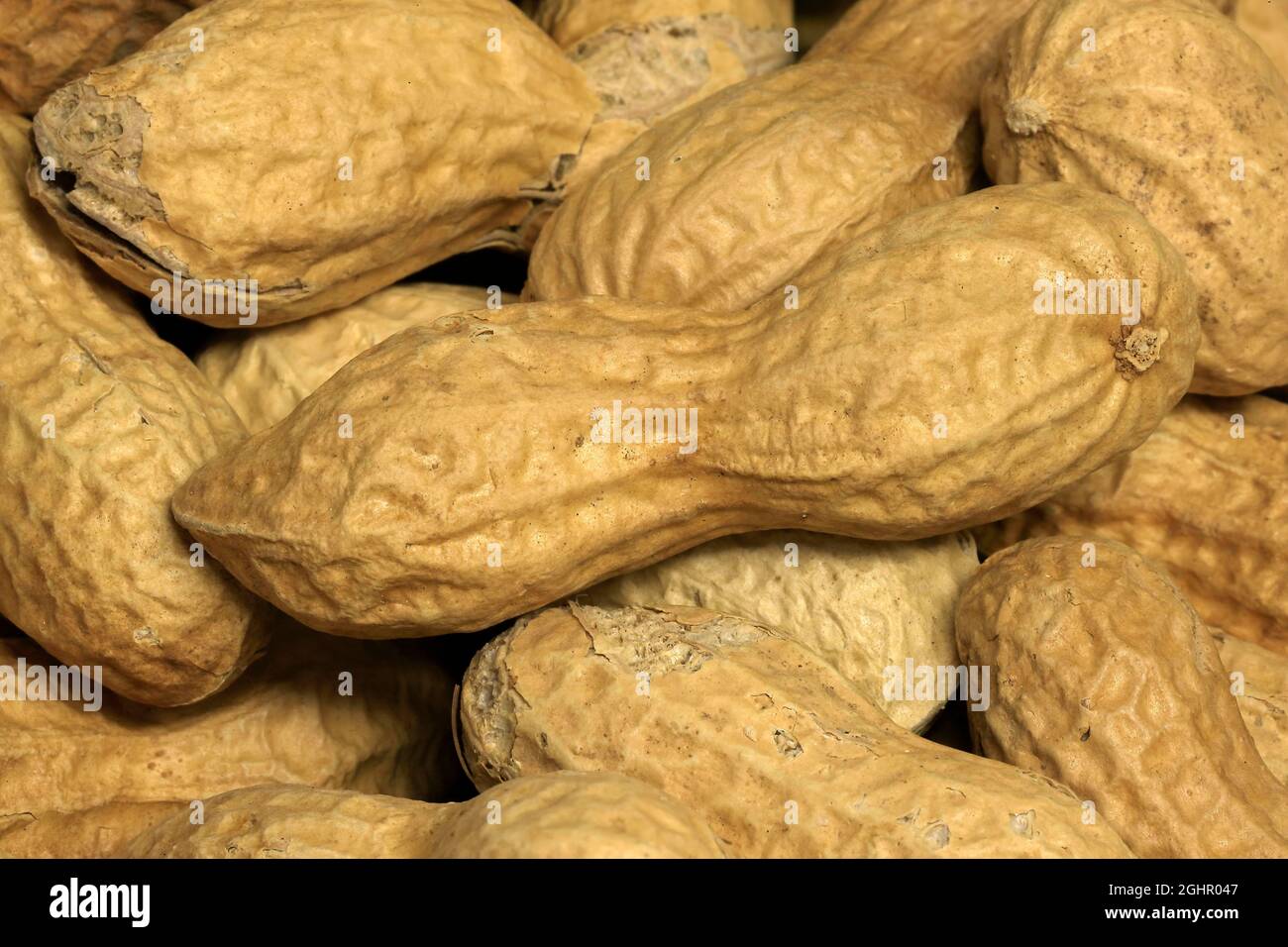 Peanut (Arachis hypogaea), fruit, legume, with shell, unshelled ...