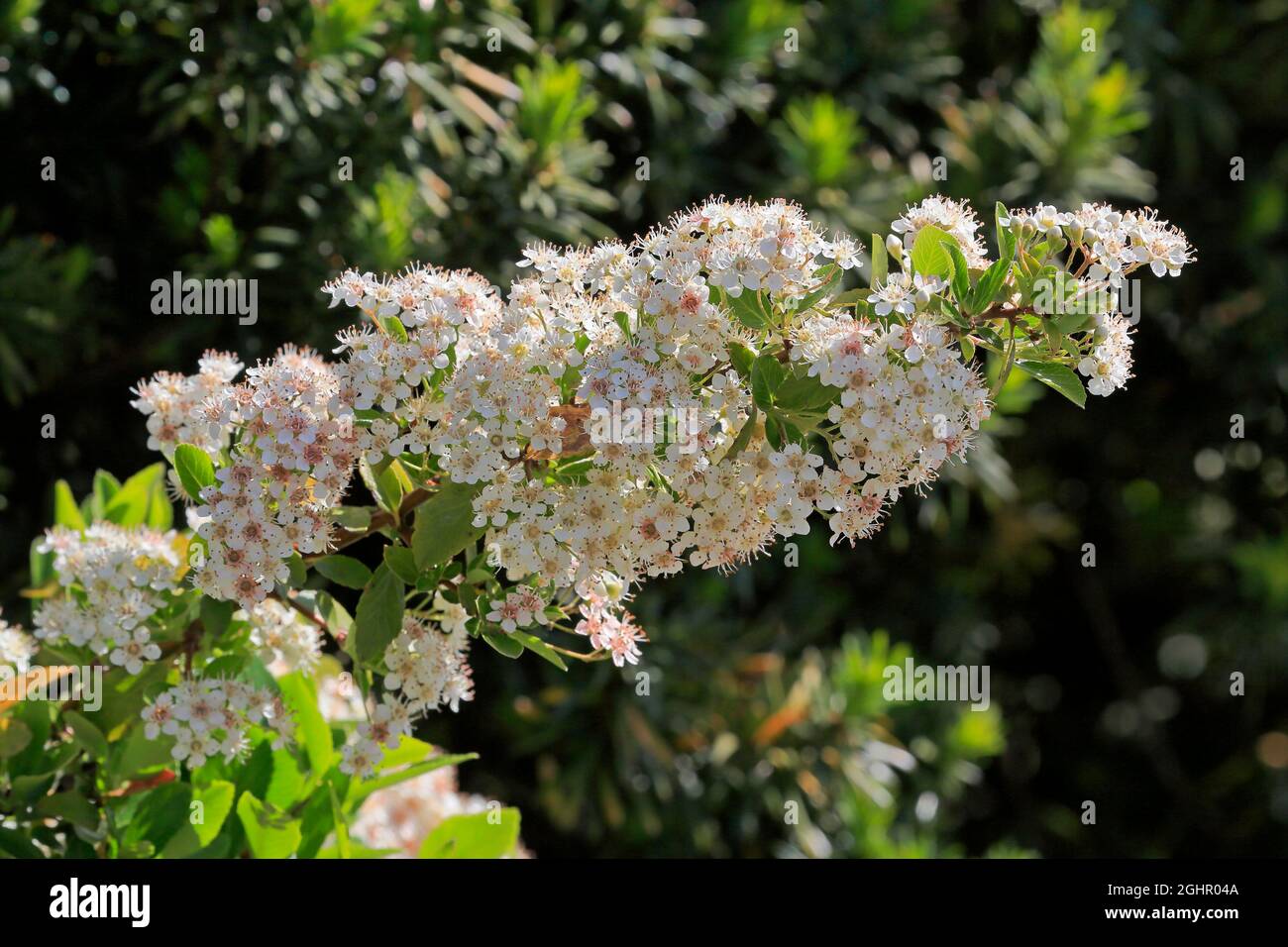 Scarlet firethorn (Pyracantha coccinea), flower, blooming, Ellerstadt ...