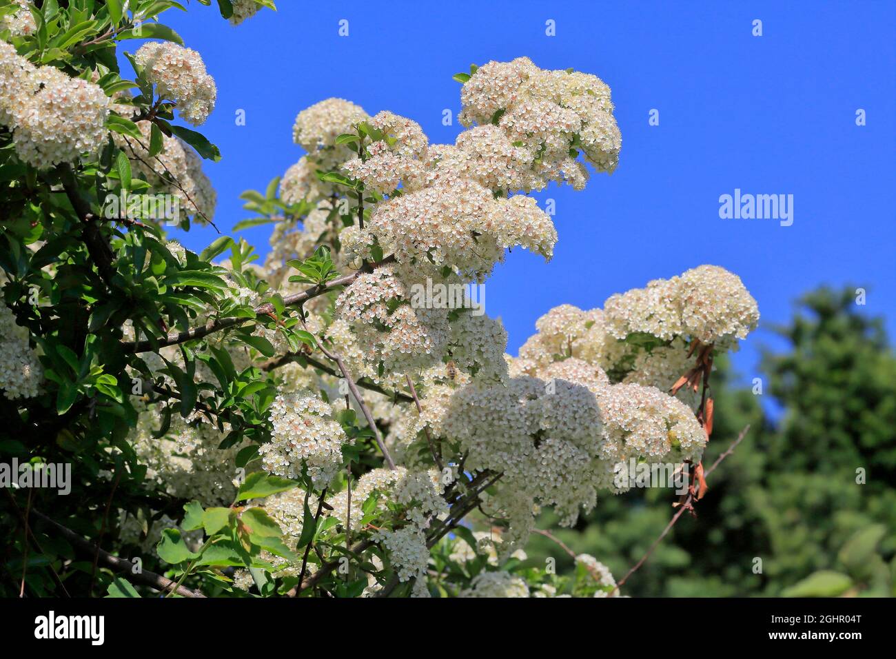 Scarlet firethorn (Pyracantha coccinea), flower, blooming, Ellerstadt ...