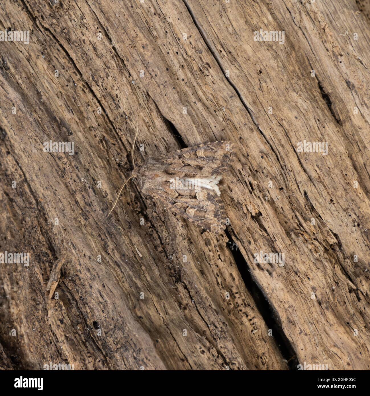 The upper side of Luperina testacea, the Flounced Rustic Moth, at rest ...