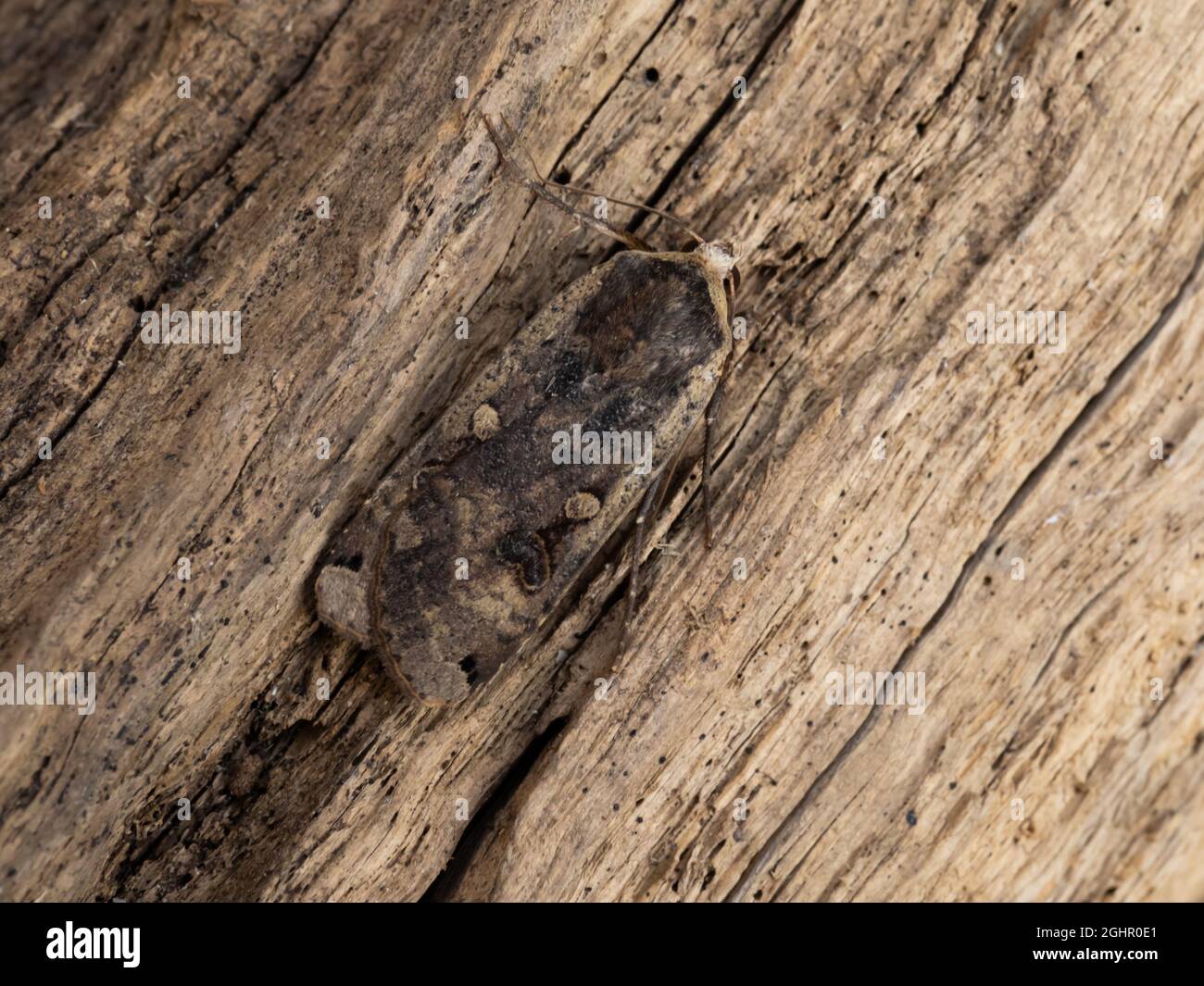 The upper side of a Large Yellow Underwing Moth, Noctua pronuba, at ...