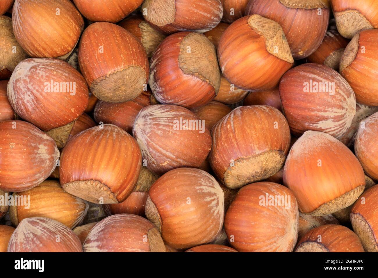 Common hazel (Corylus avellana), fruits, nuts, with shell, unshelled ...