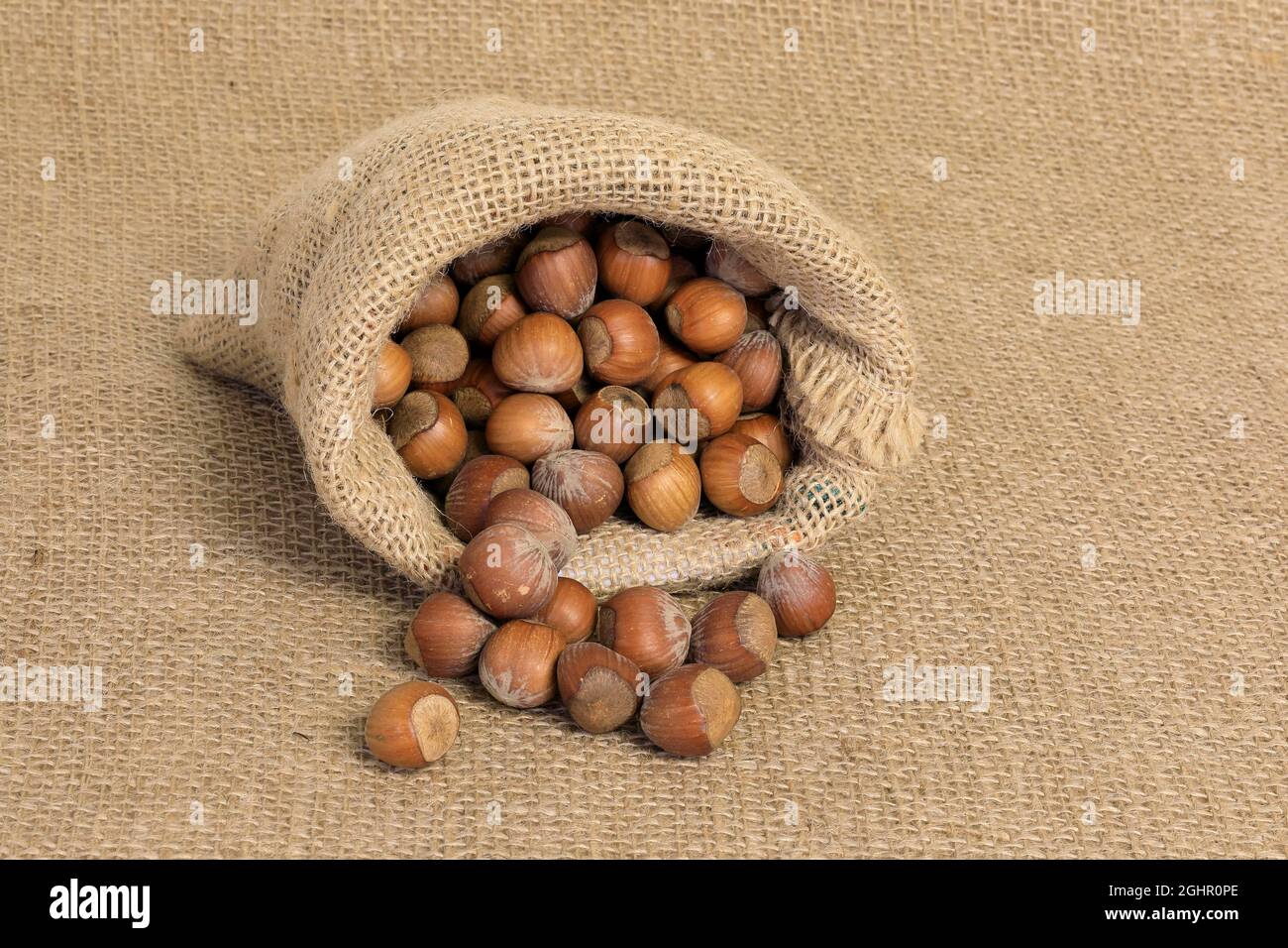 Common hazel (Corylus avellana), fruits, nuts, with shell, unshelled ...