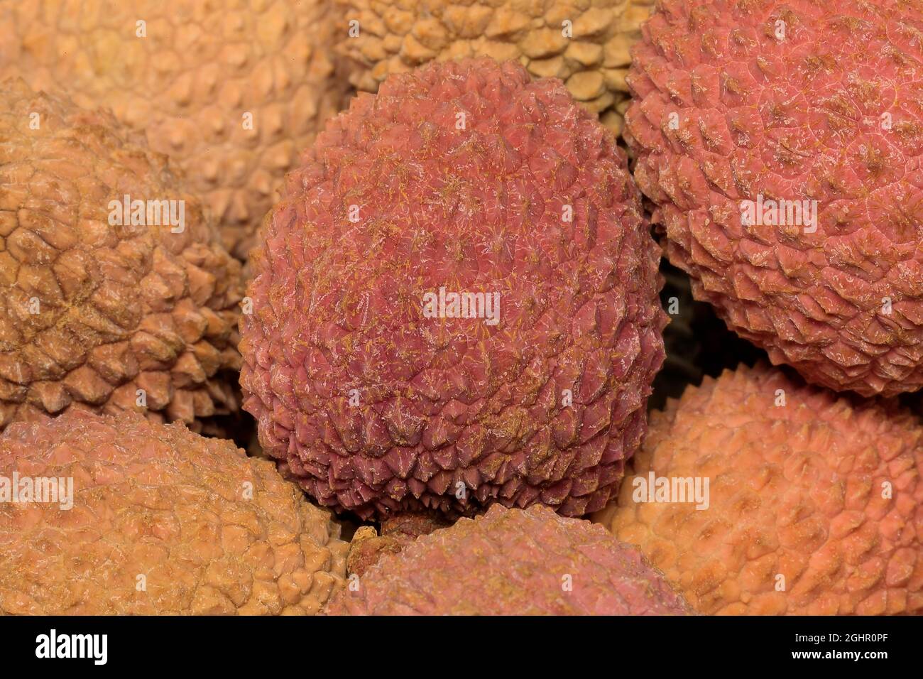 Lychee (Litchi chinensis), lychee, Chinese hazelnut, lychee plum, love ...