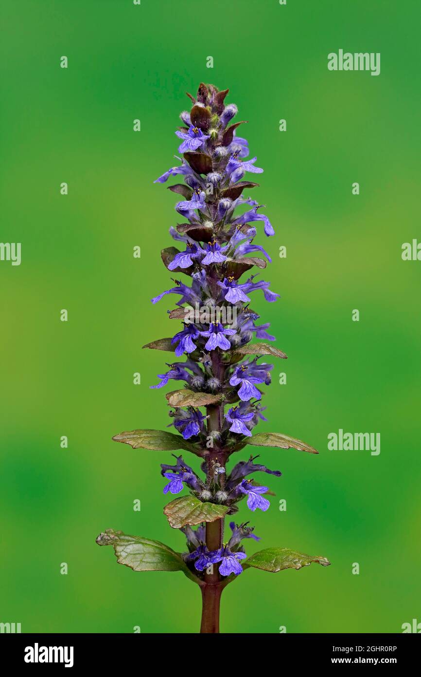 Blue bugle (Ajuga reptans), flowering, bloom, Germany Stock Photo - Alamy