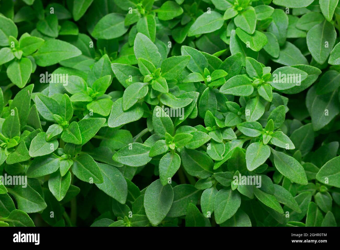 Small-leaved basil (Ocimum basilicum picolino), leaves, herbs ...