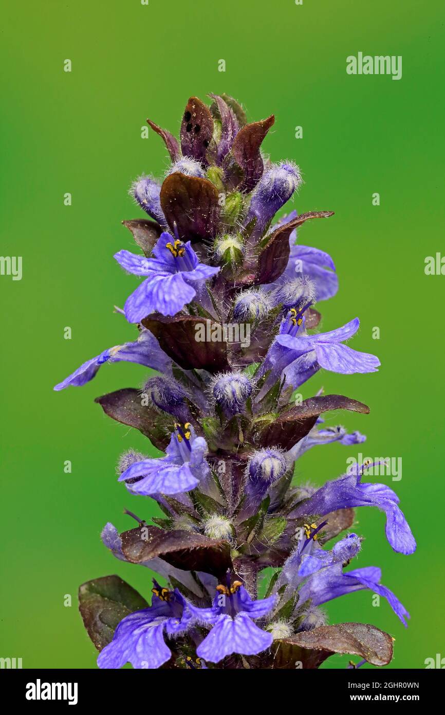 Blue bugle (Ajuga reptans), flowering, bloom, Germany Stock Photo - Alamy
