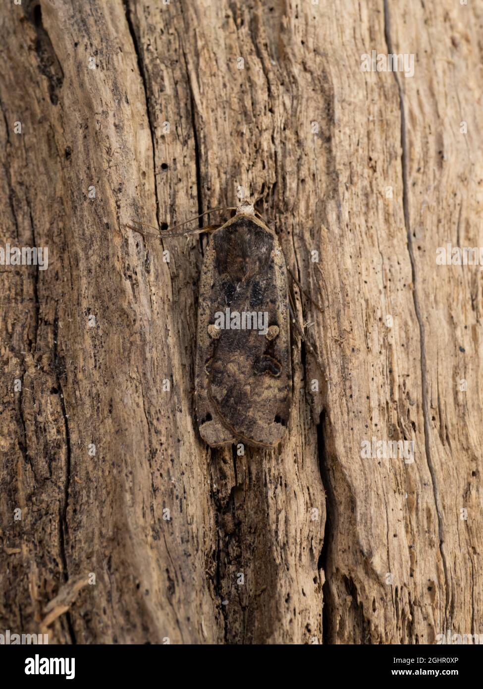 Large yellow underwing moth hi-res stock photography and images - Alamy