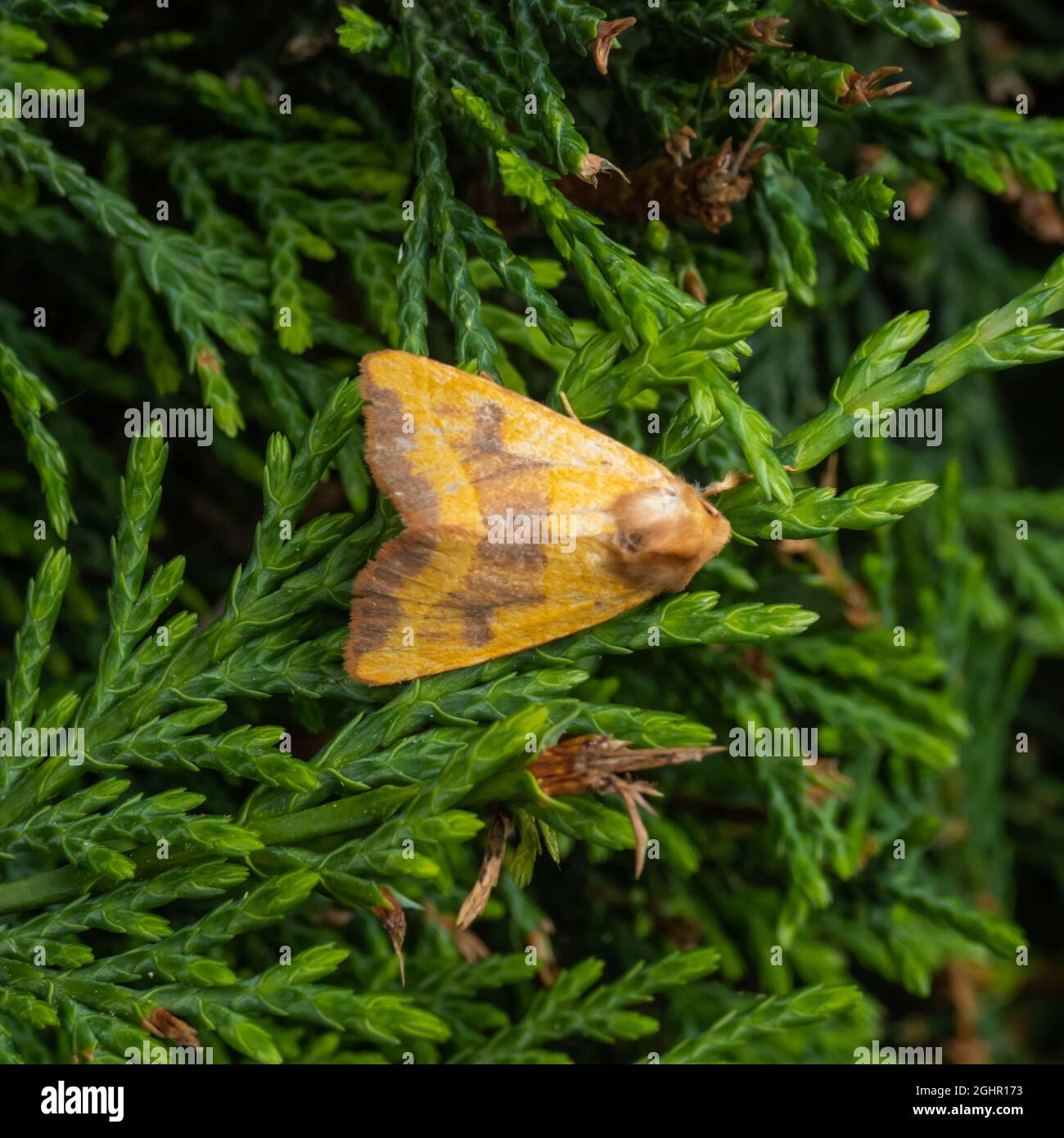 The upper side of Atethmia centrago, the Centre-barred Sallow Moth, at ...