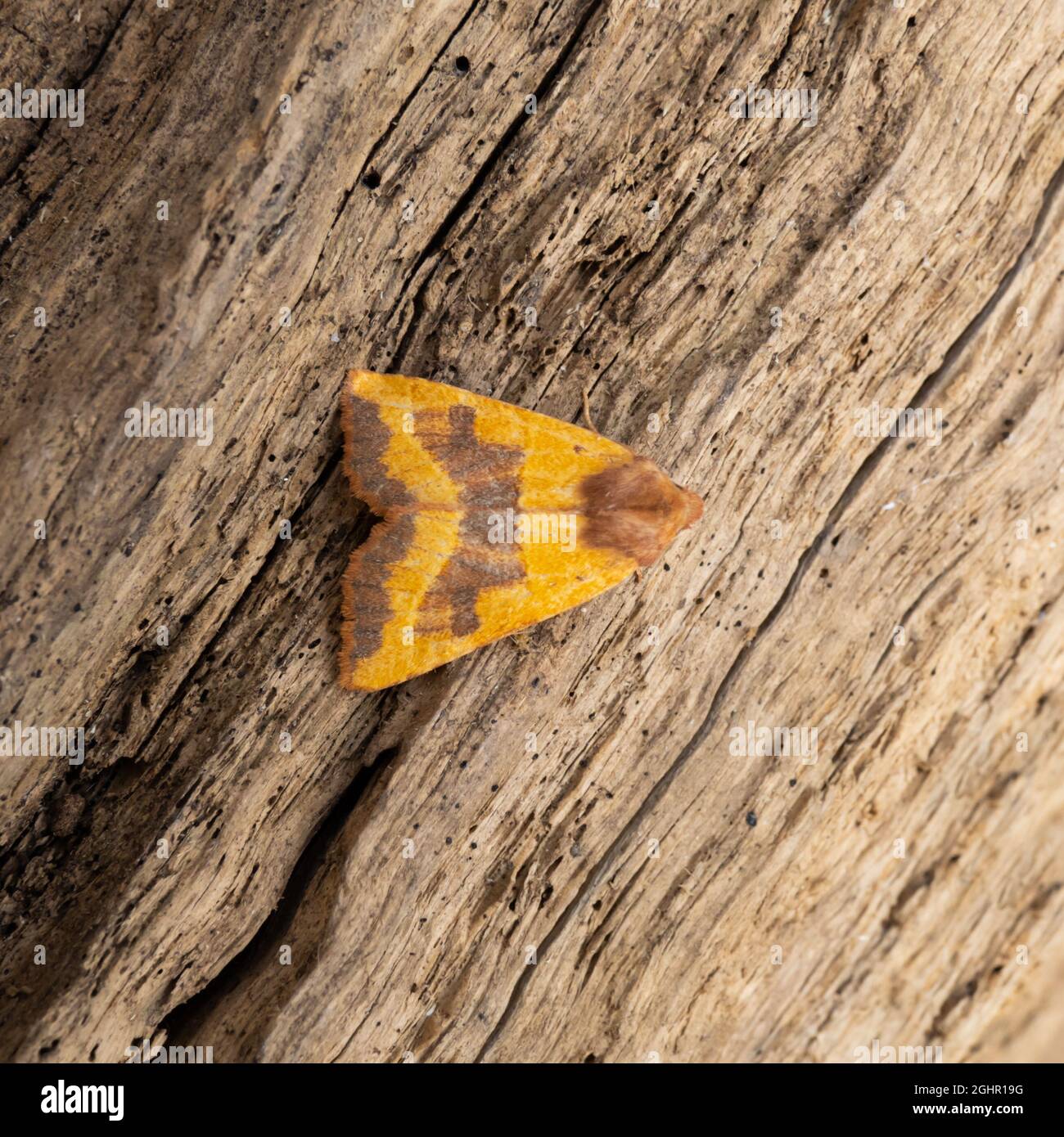 The upper side of Atethmia centrago, the Centre-barred Sallow Moth, at ...