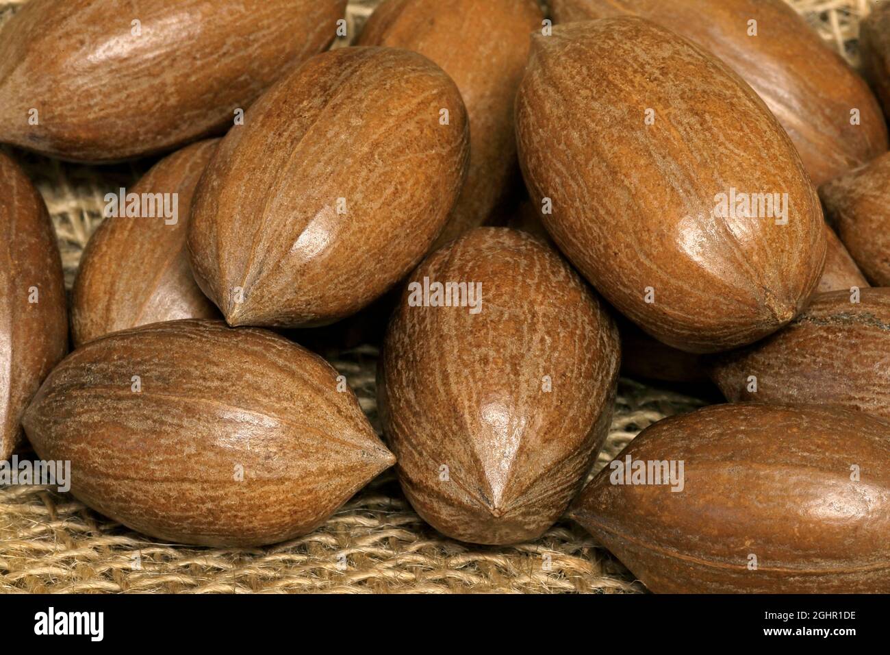 Pecan (Carya illinoinensis), fruits, nuts, with shell, unshelled ...