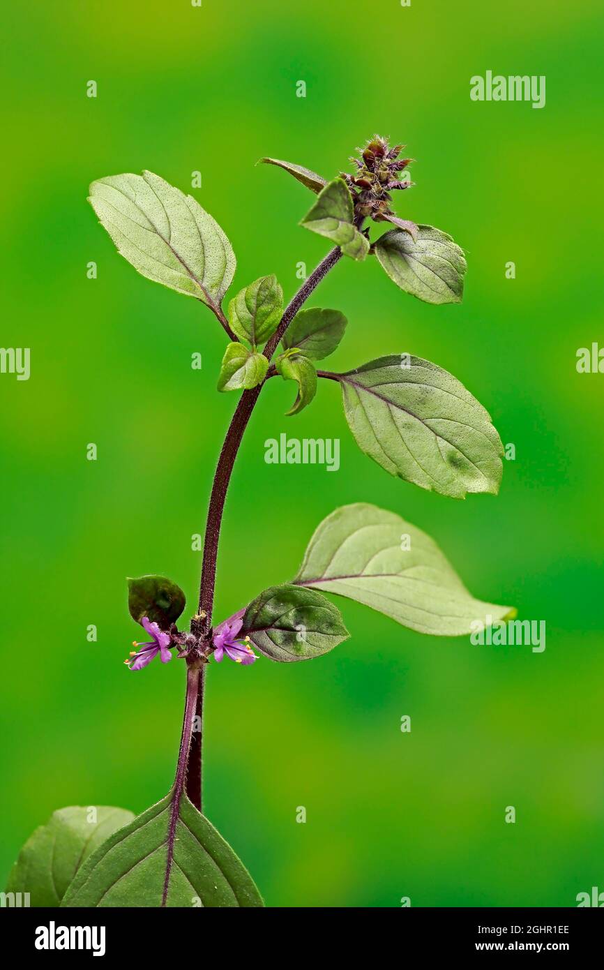 Shrub Basil (Ocimum basilicum) Magic Blue (Magic Blue), plant, leaves ...