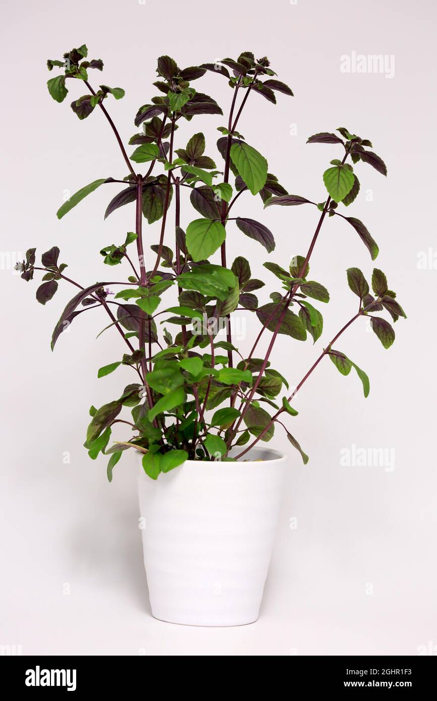 Shrub Basil (Ocimum basilicum) Magic Blue (Magic Blue), plant in pot ...