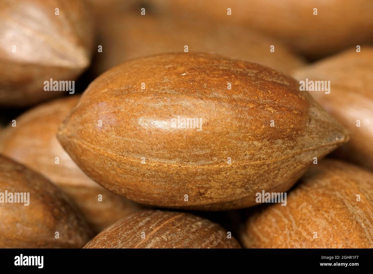 Pecan (Carya illinoinensis), fruits, nuts, with shell, unshelled ...