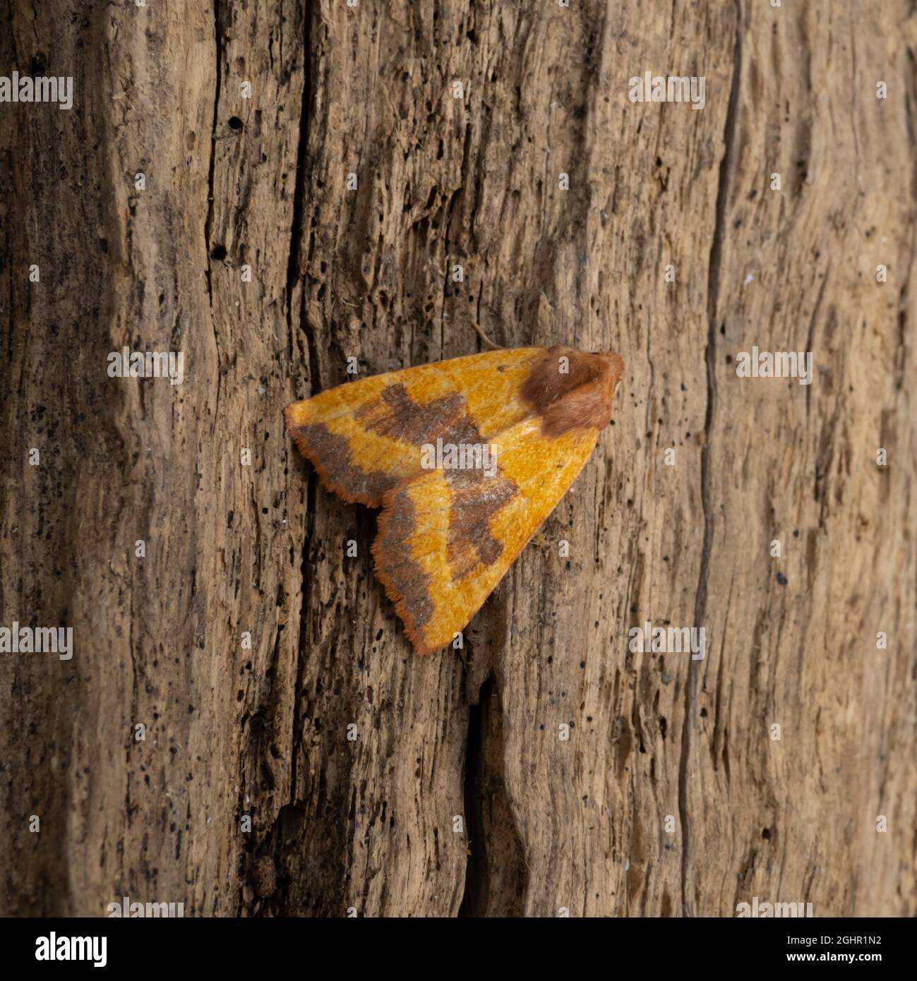 The upper side of Atethmia centrago, the Centre-barred Sallow Moth, at ...