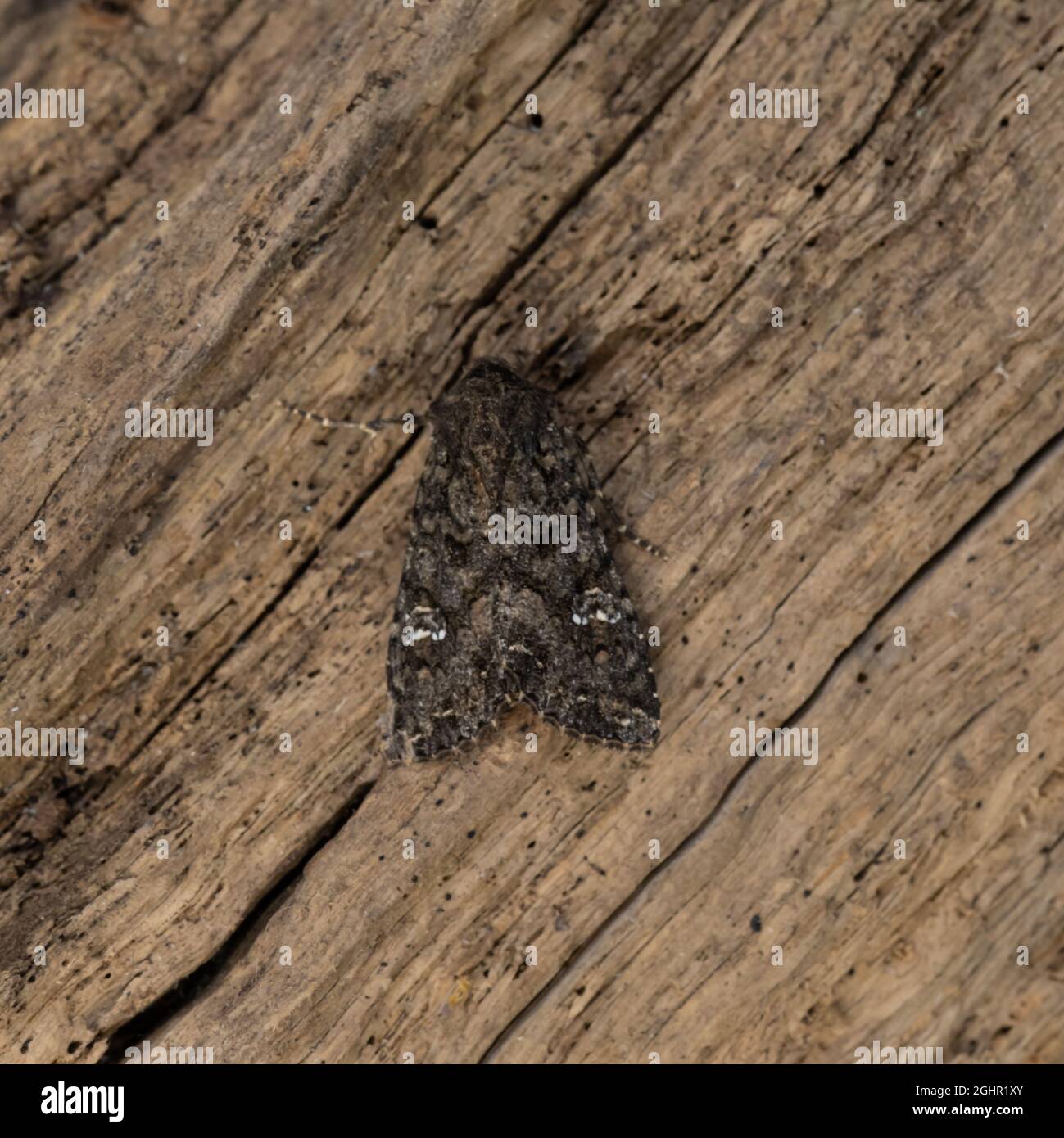 The upper side of Mesapamea secalis, the Common Rustic Moth, at rest on ...