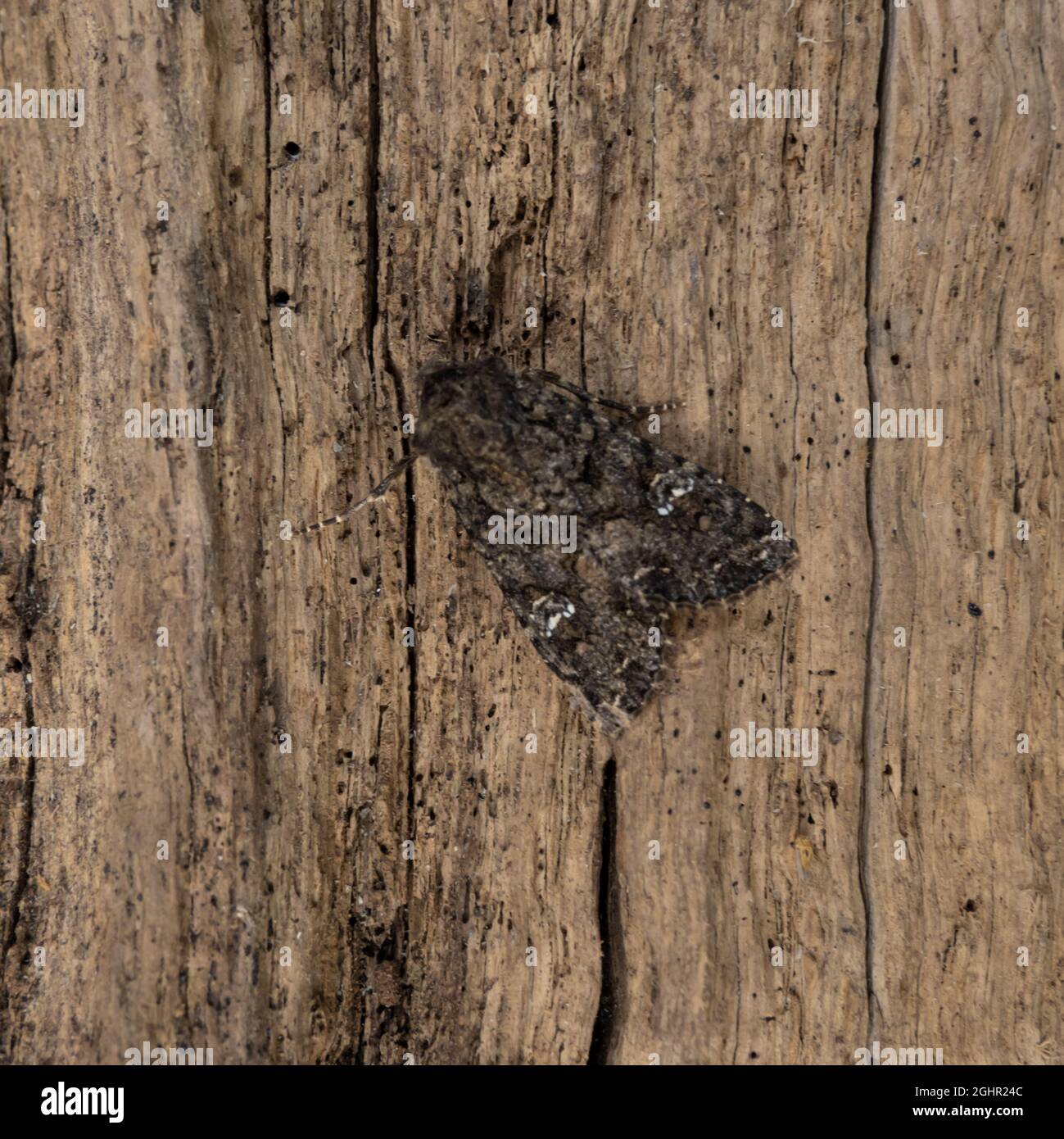 The upper side of Mesapamea secalis, the Common Rustic Moth, at rest on ...