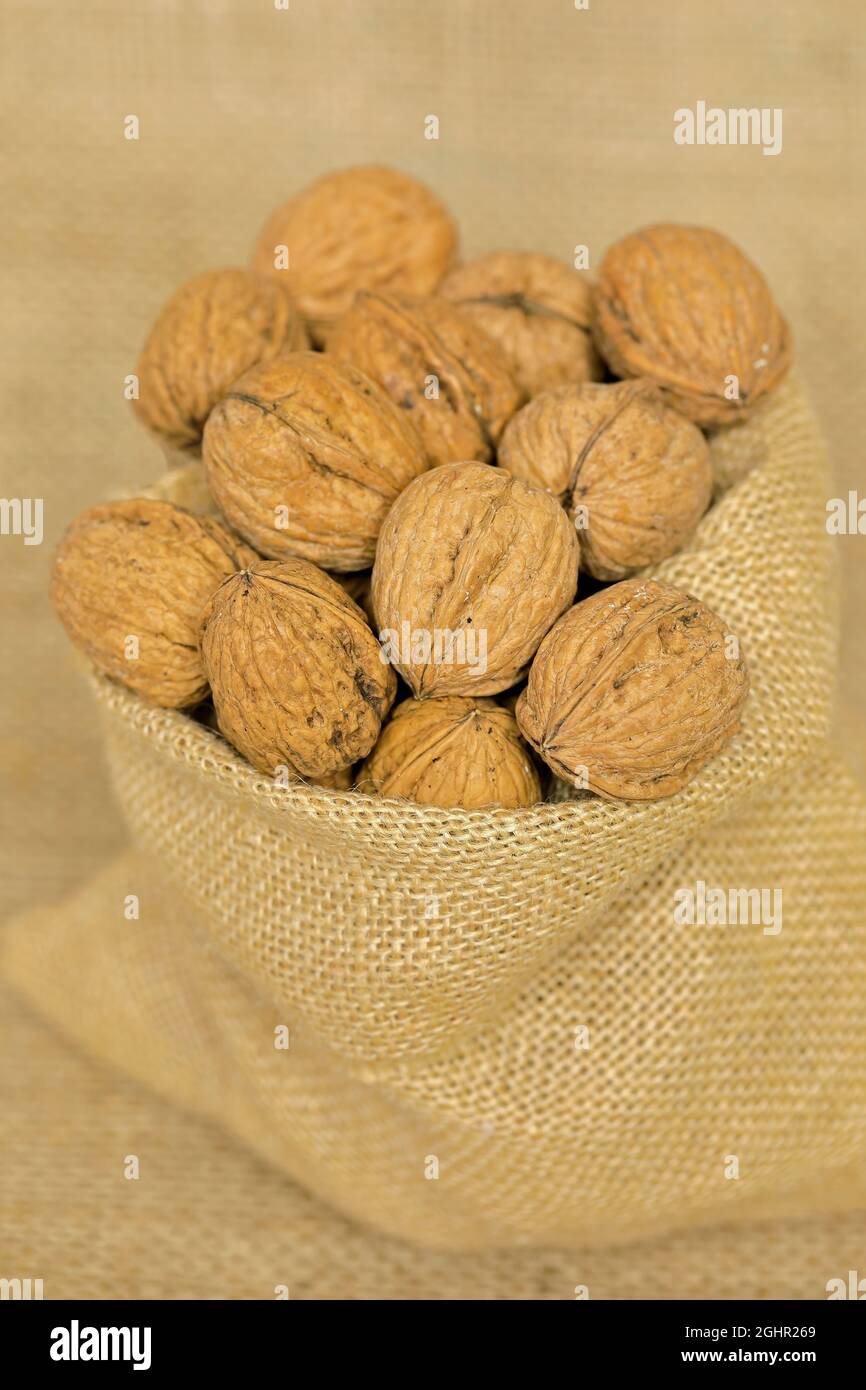 Persian walnut (Juglans regia), fruits, nuts, with shell, unshelled ...