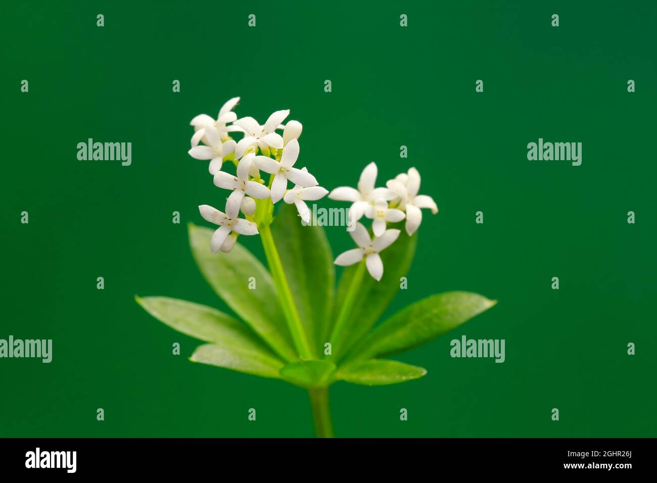 Woodruff (Asperula odorata), flower, flowering, perennial, Ellerstadt ...