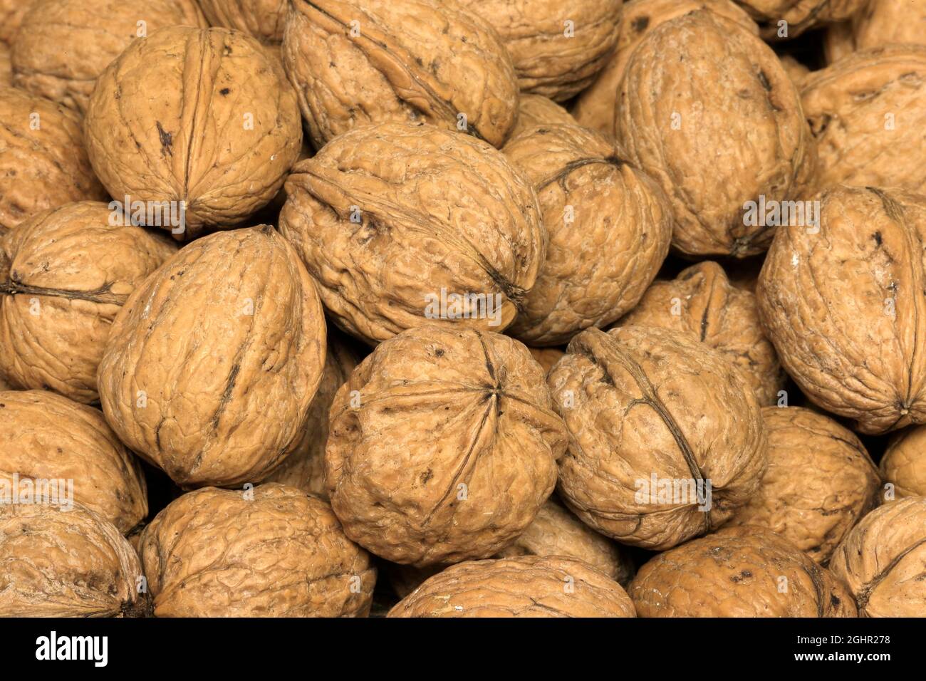 Persian walnut (Juglans regia), fruits, nuts, with shell, unshelled ...