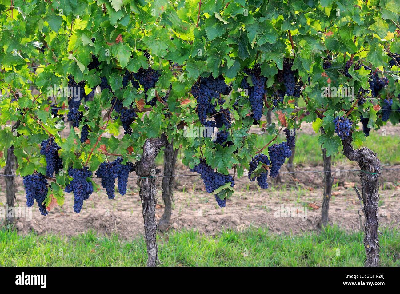Grape vine (Vitis vinifera), Portugieser, with grapes, in late summer ...