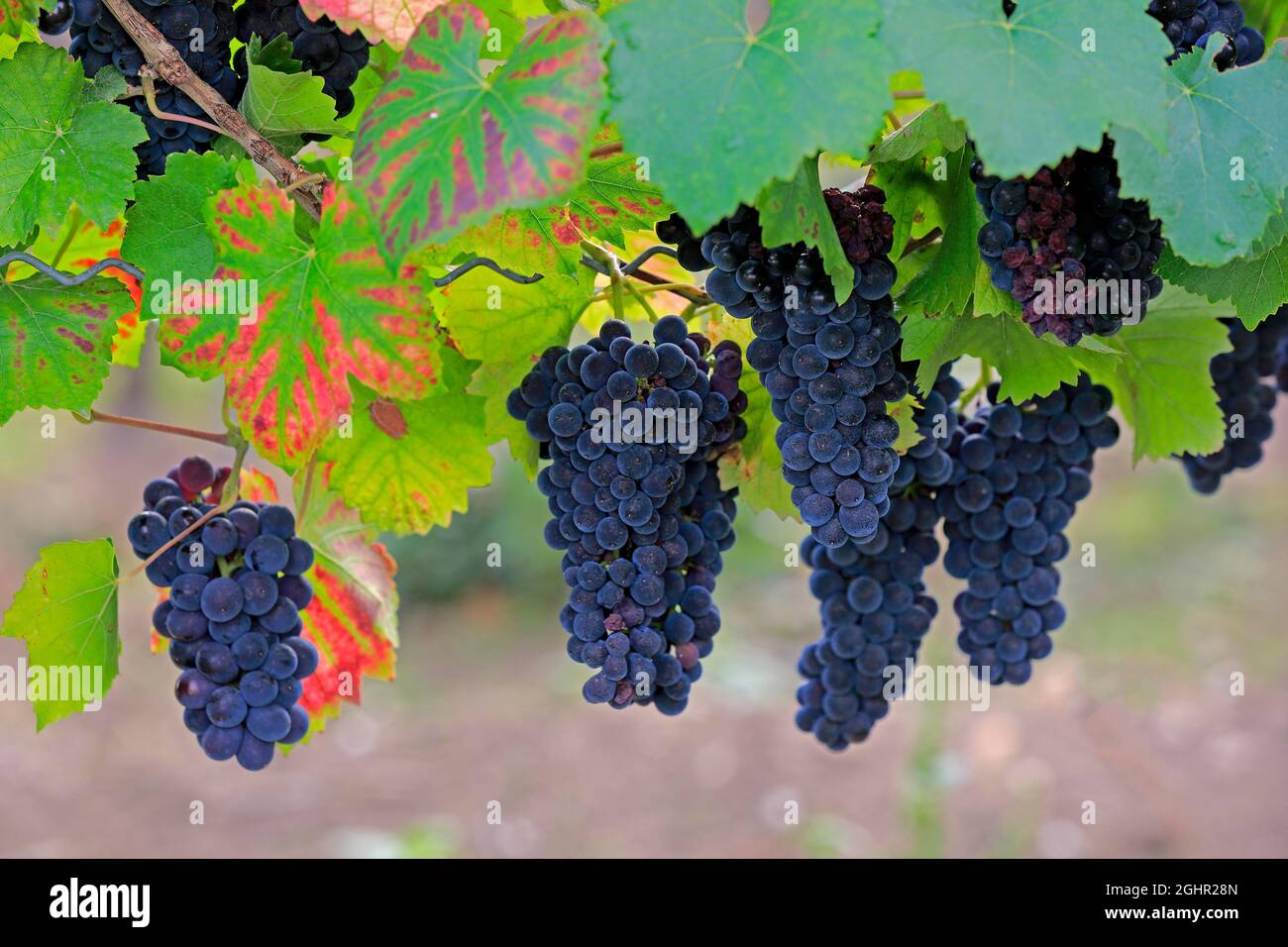 Summer fruit fruits hi-res stock photography and images - Alamy