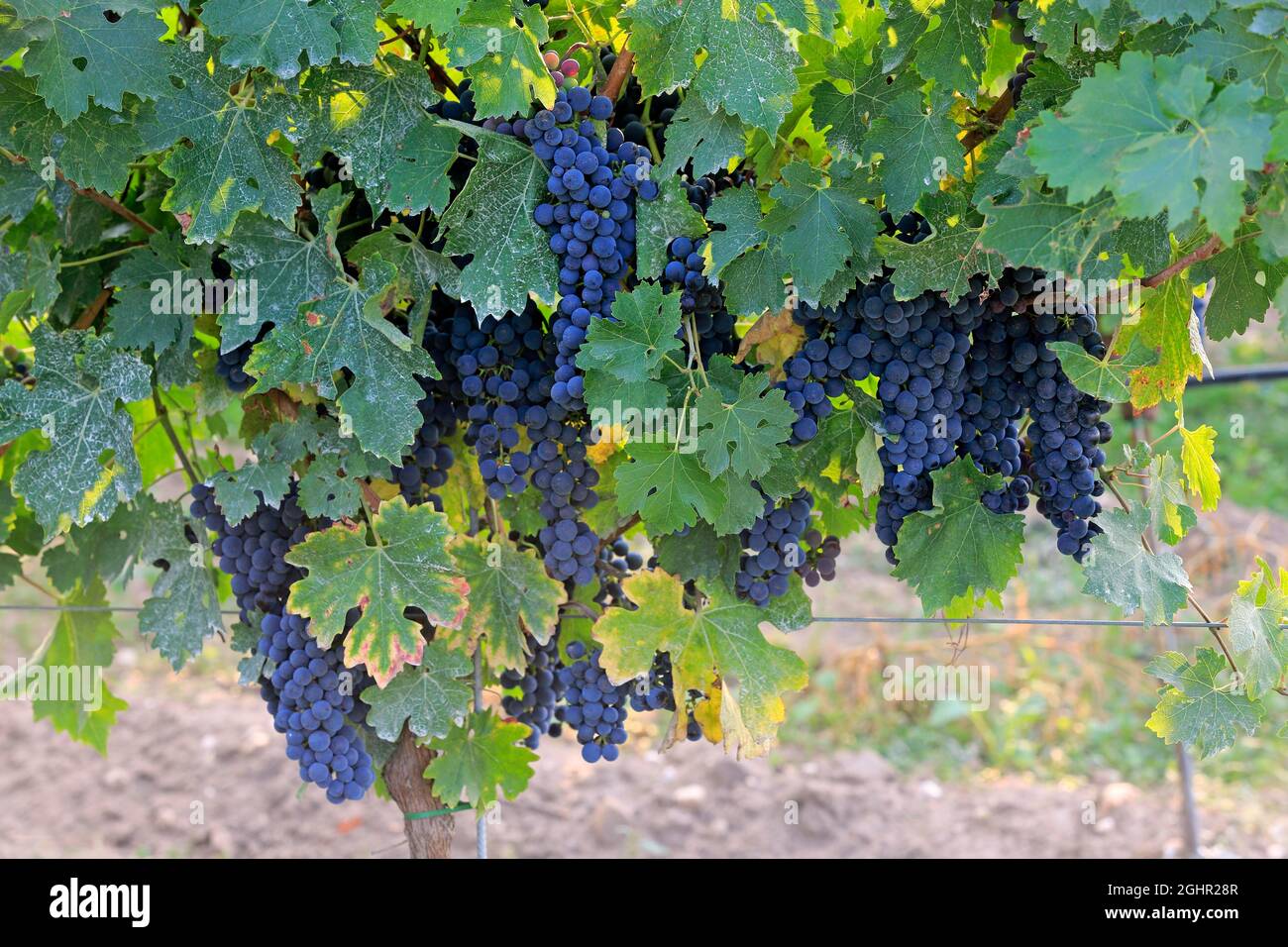 Summer fruit fruits hi-res stock photography and images - Alamy