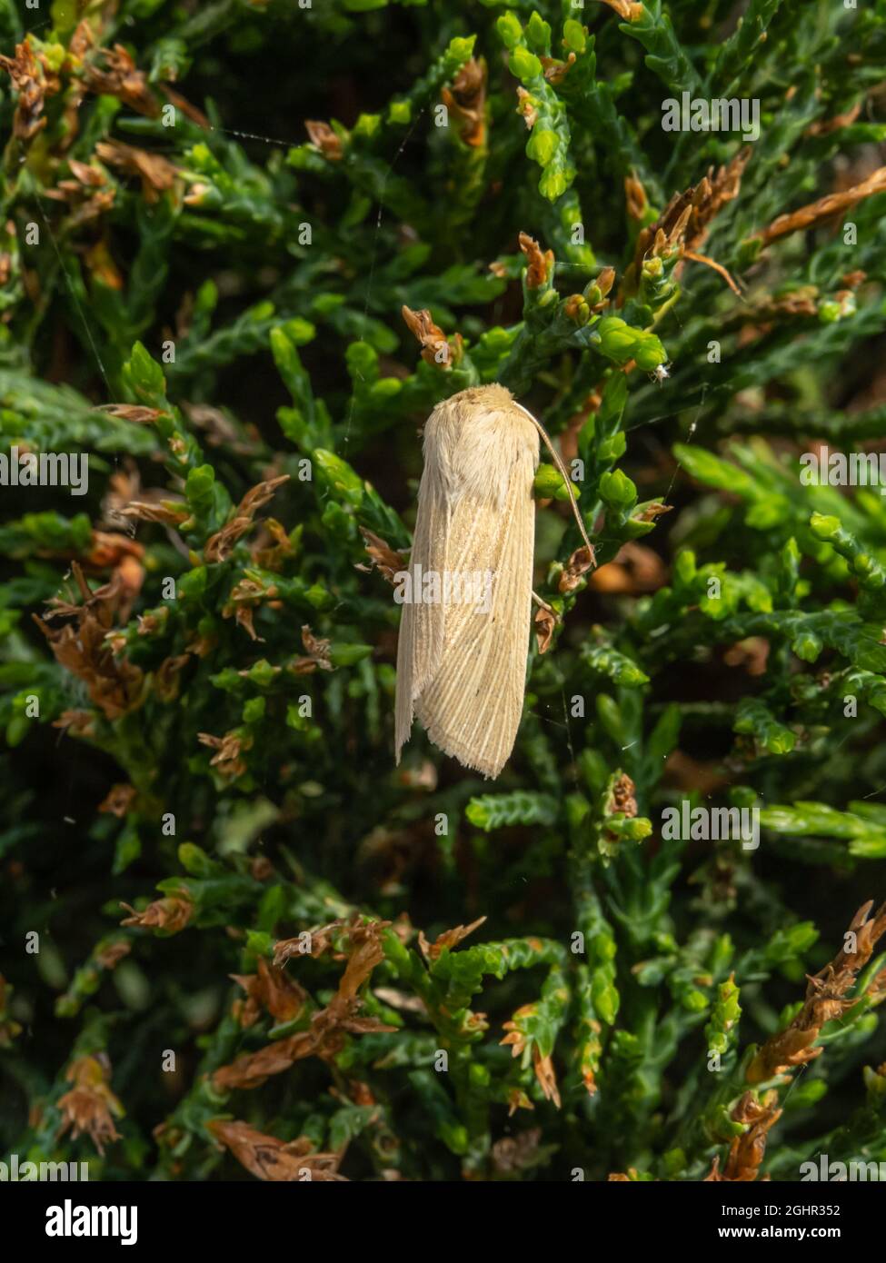 The upper side of Mythimna pallens, the Common Wainscot Moth, at rest ...