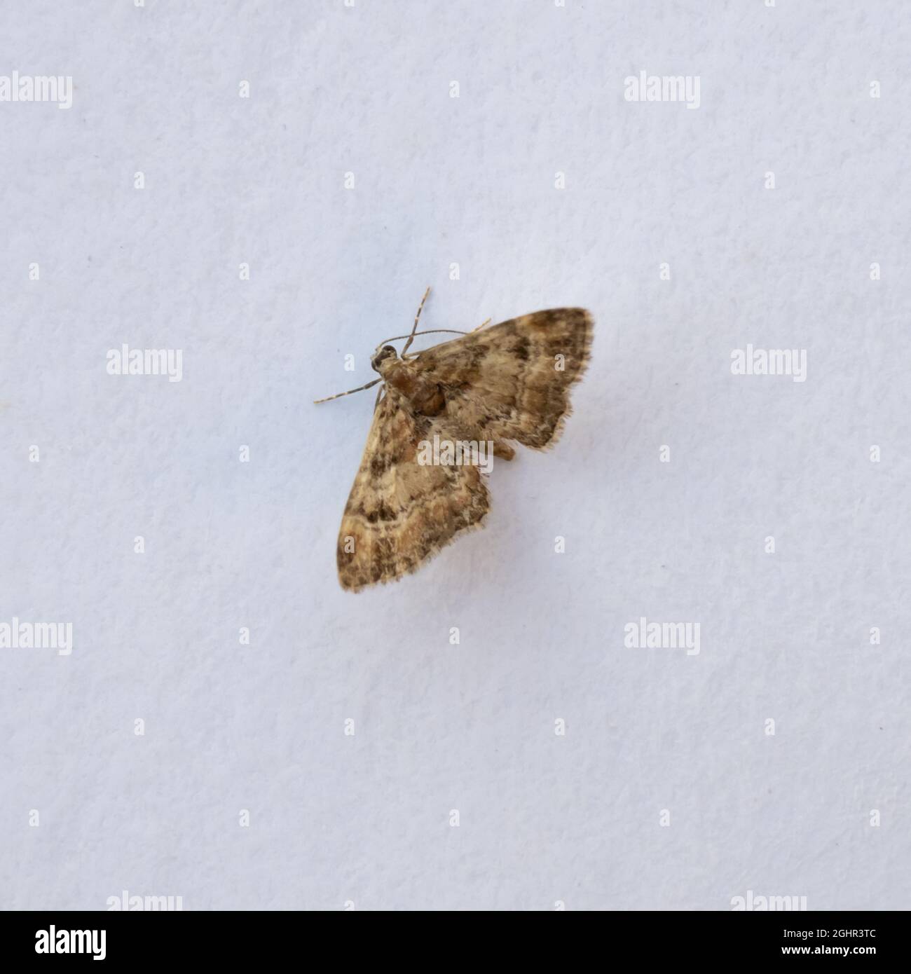 The upper side of a Double-striped Pug Moth, Gymnoscelis rufifasciata ...