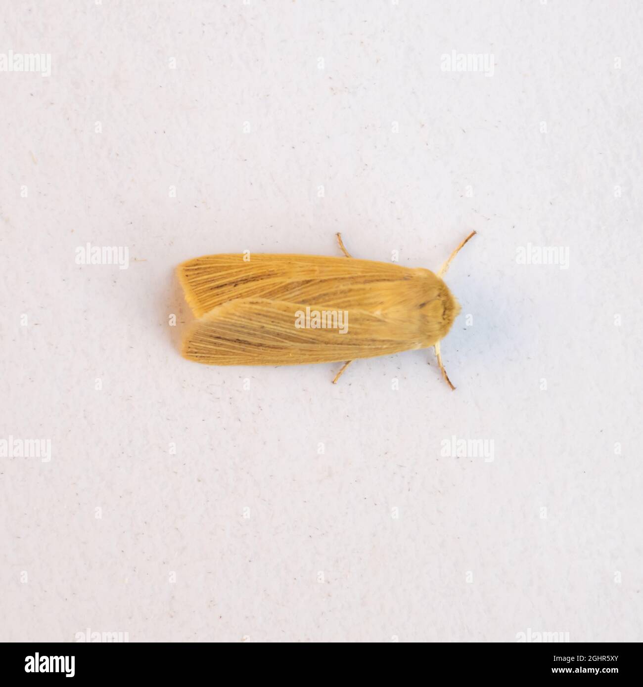 The upper side of Mythimna pallens, the Common Wainscot Moth, at rest ...