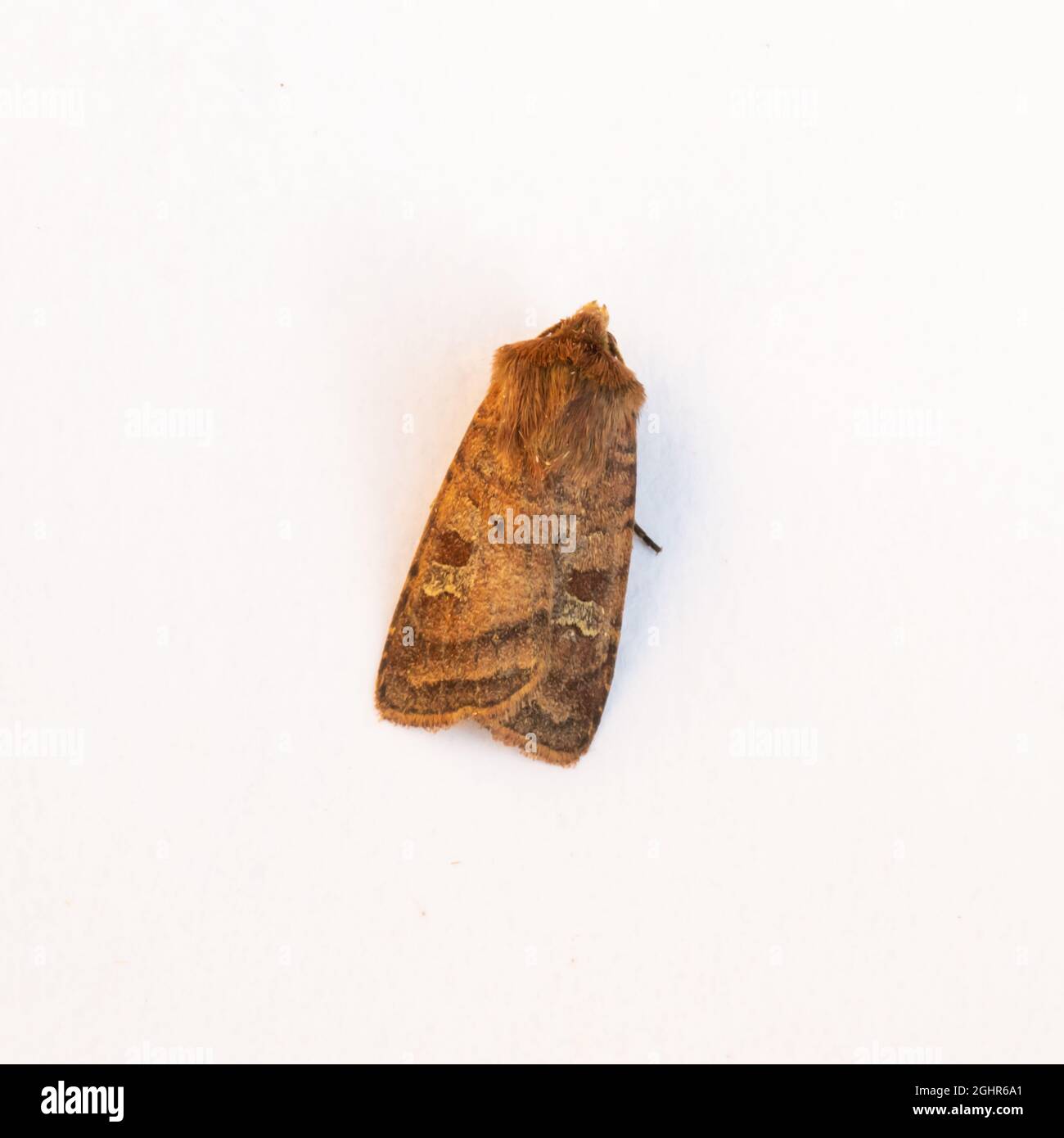 The upper side of a Square-spot Rustic Moth, Xestia xanthographa, at ...